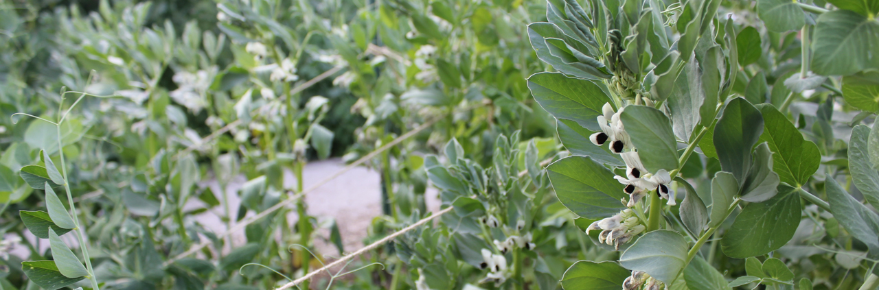 Native Seeds/SEARCH - Home